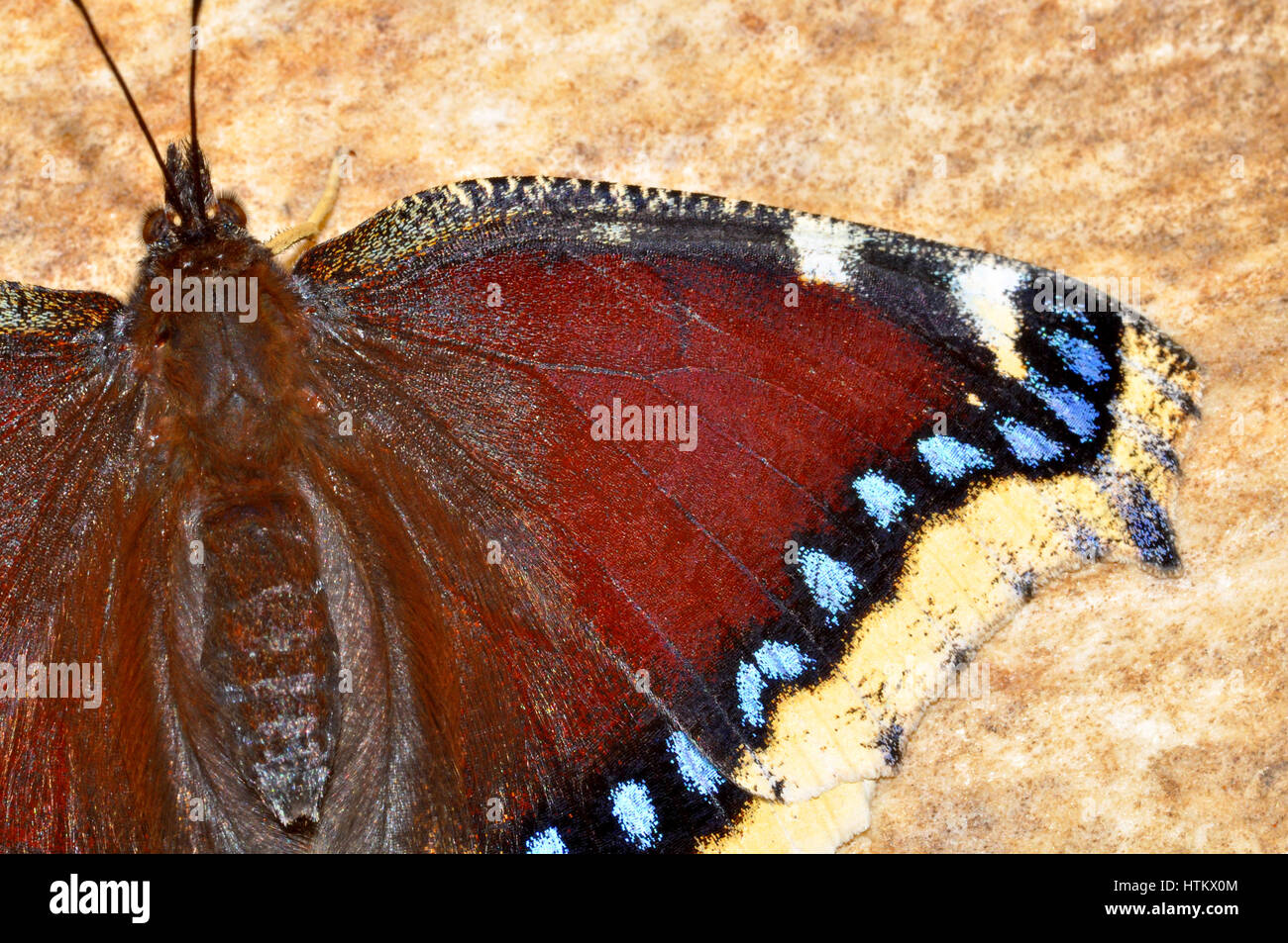 Camberwell Beauty butterfly (Nymphalis antiopa) resting on a deer ...