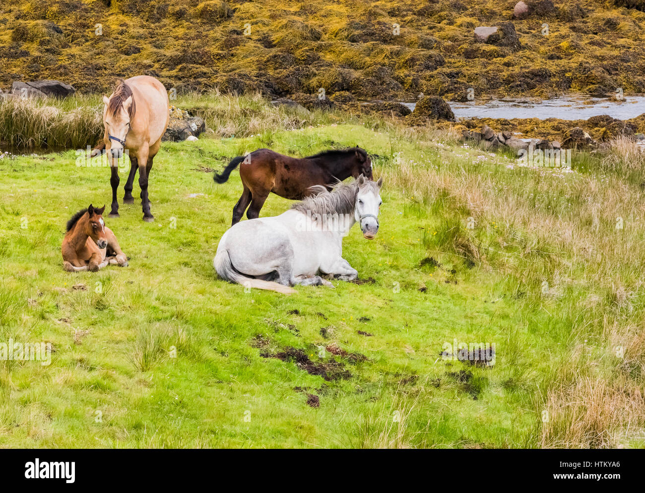 Wild connemara ponies galway hi-res stock photography and images - Alamy