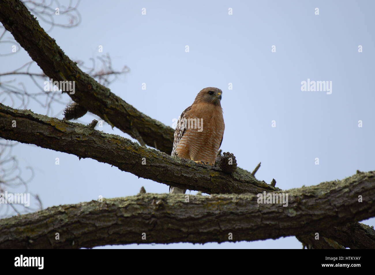 Hawk eye view hi-res stock photography and images - Alamy