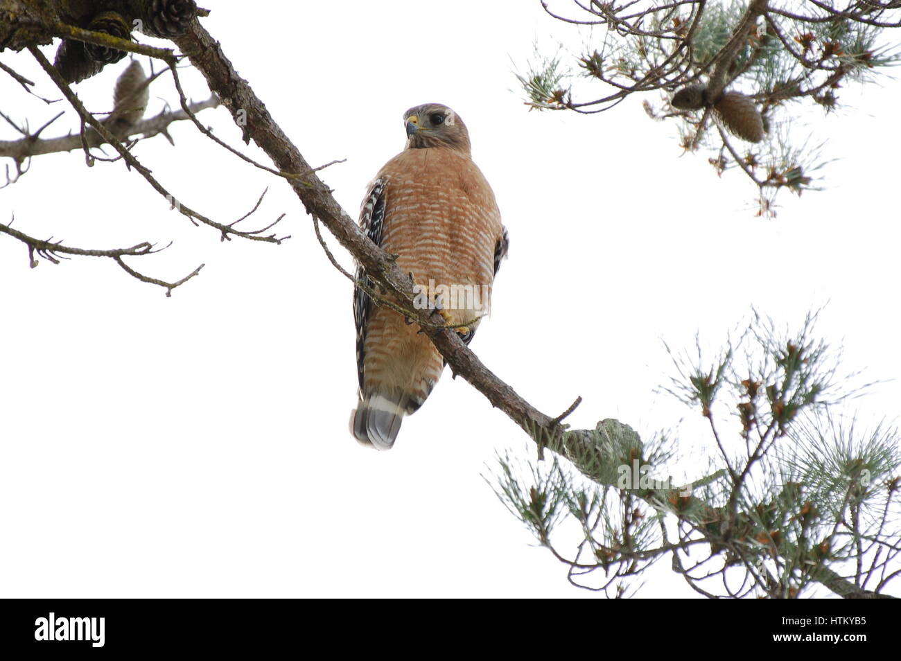 Hawk on the tree hi-res stock photography and images - Alamy