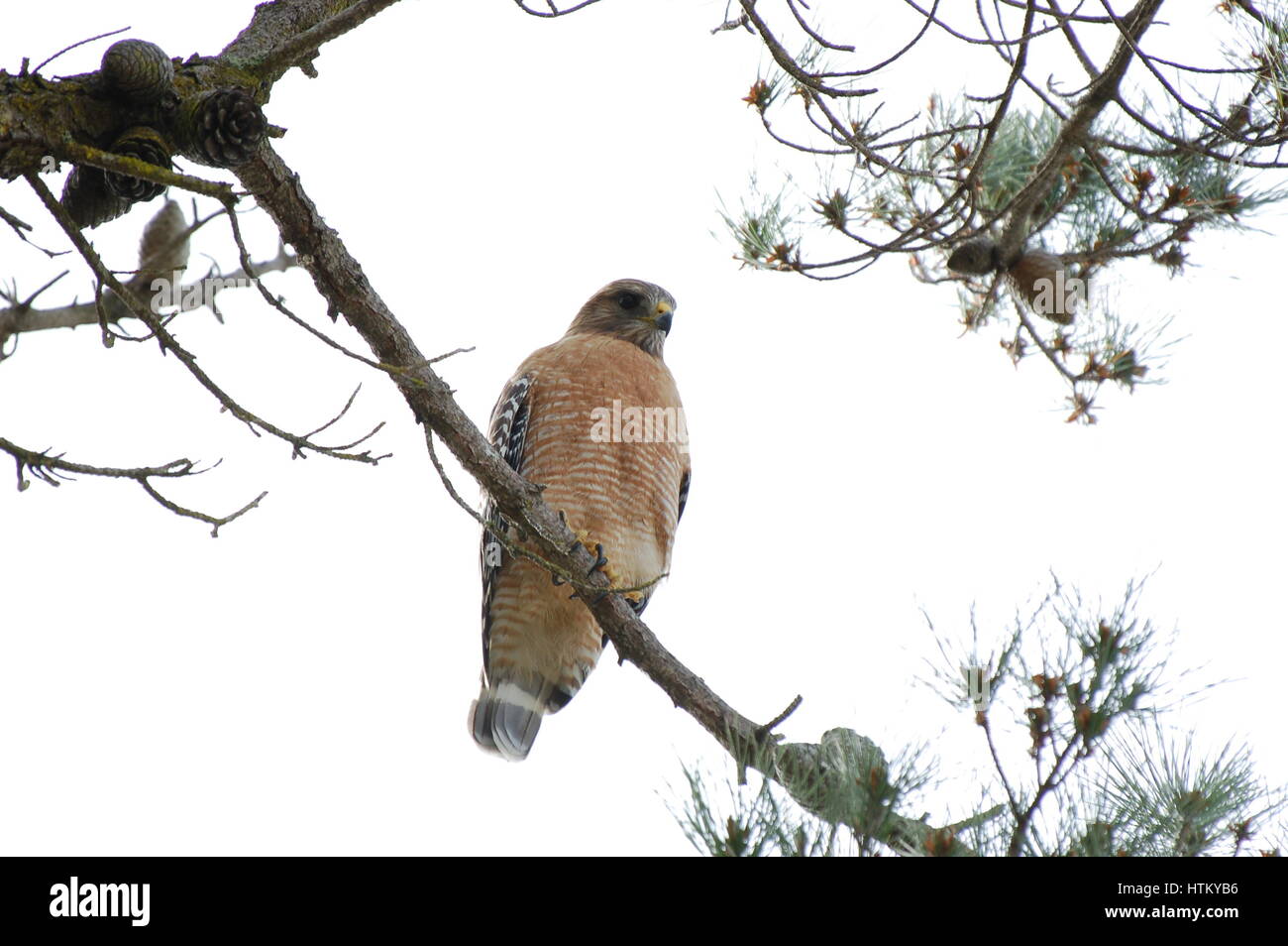a hawk on a tree Stock Photo - Alamy