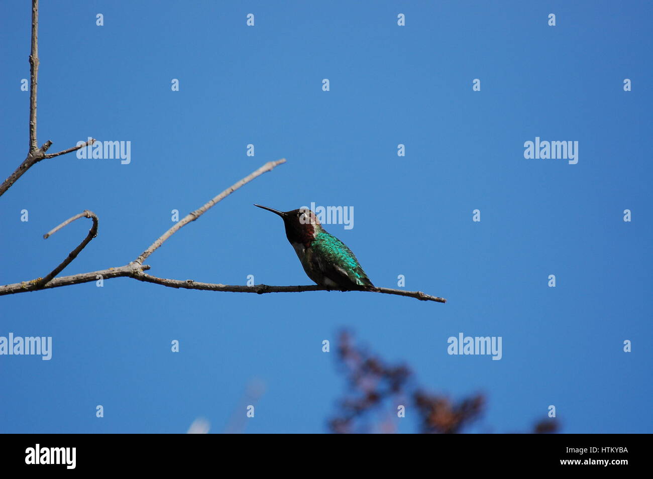 Hummingbird tree flower hi-res stock photography and images - Alamy