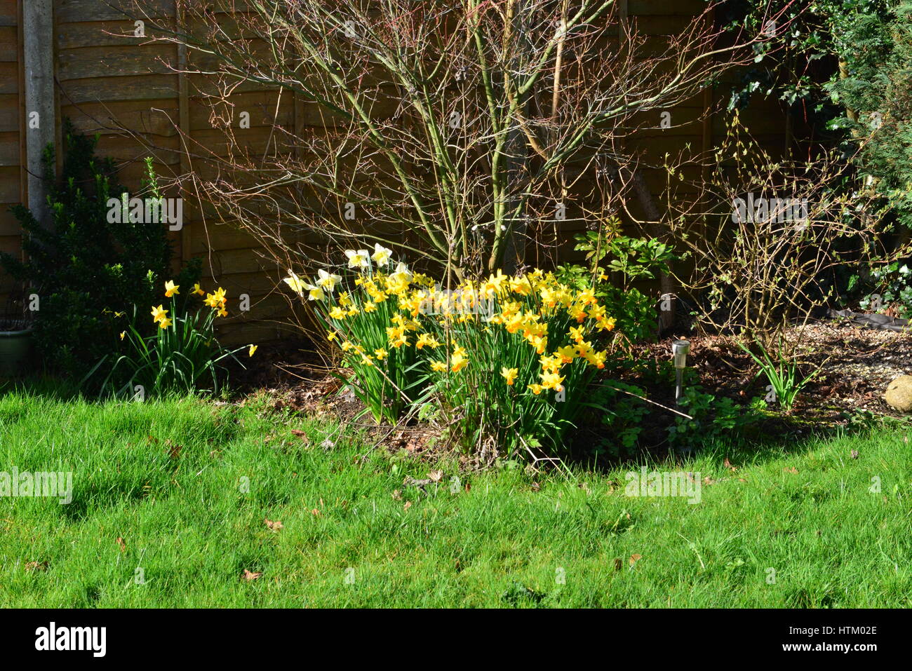 Daffodils in the spring sun in England in the month of March Stock ...