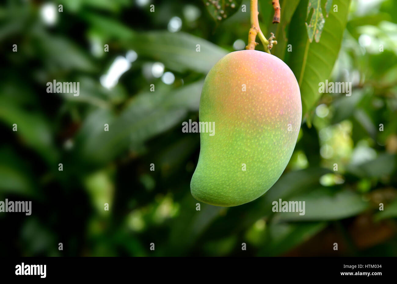 Mango tree hi-res stock photography and images - Alamy