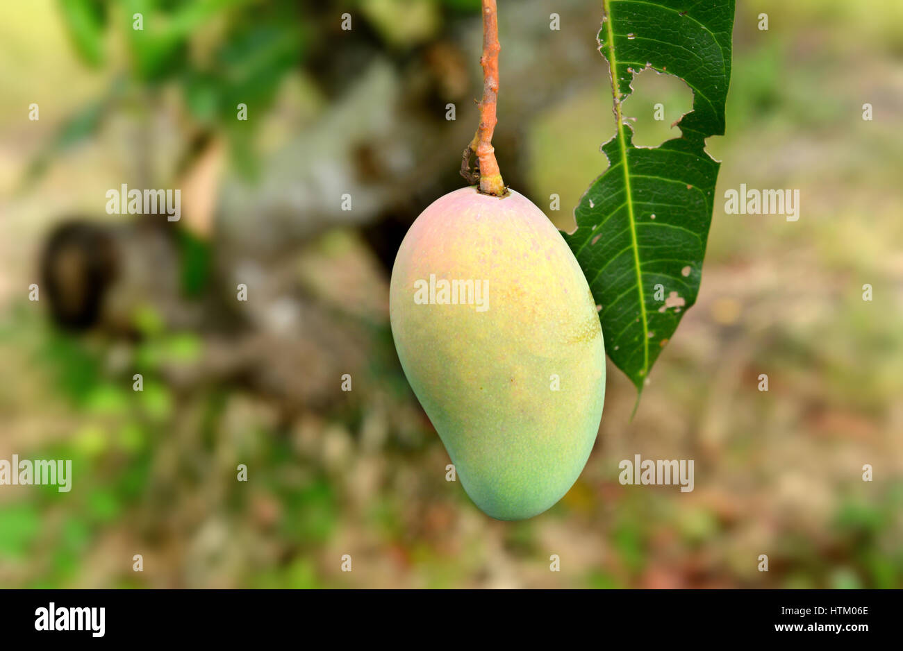 Shadow mango hi-res stock photography and images - Alamy