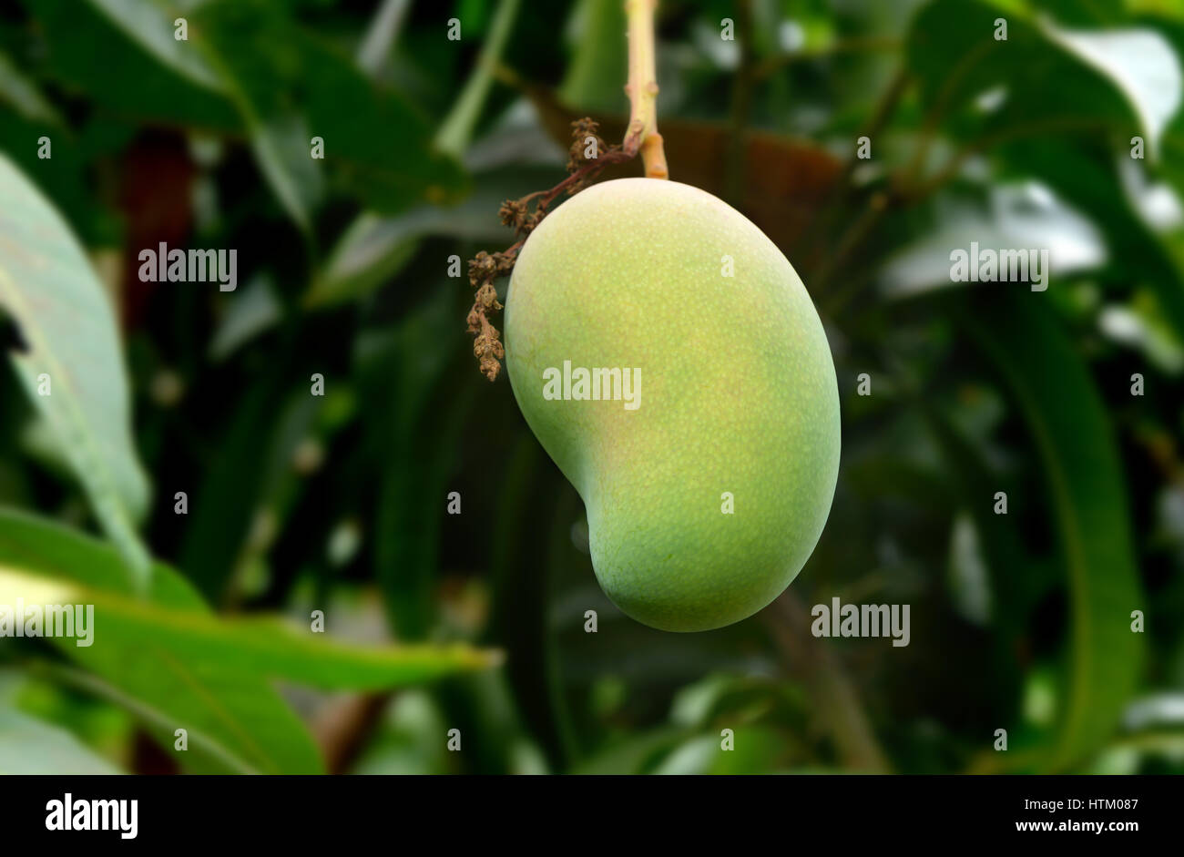 green tropical mango in farm dark shadow in outdoor lighting Stock ...