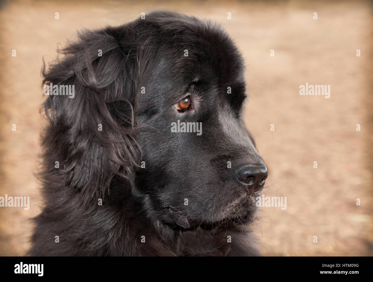 extra large black newfoundland dog profile view headshot on dried grass ...