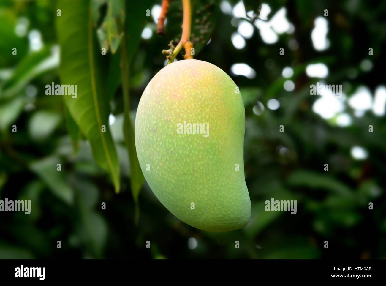 Mango garden hi-res stock photography and images - Alamy