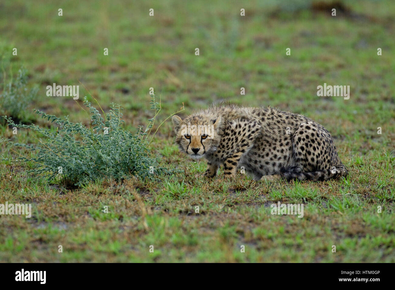 Crouching predator hi-res stock photography and images - Alamy
