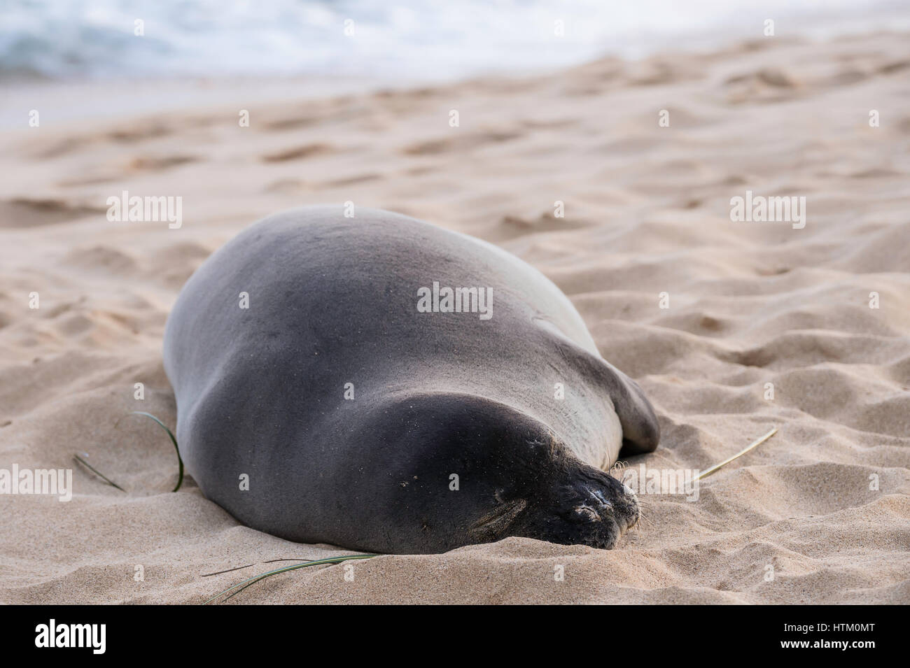 Hawaiian monk seal, Neomonachus schauinslandi, Poipu Beach Park, Kauai ...