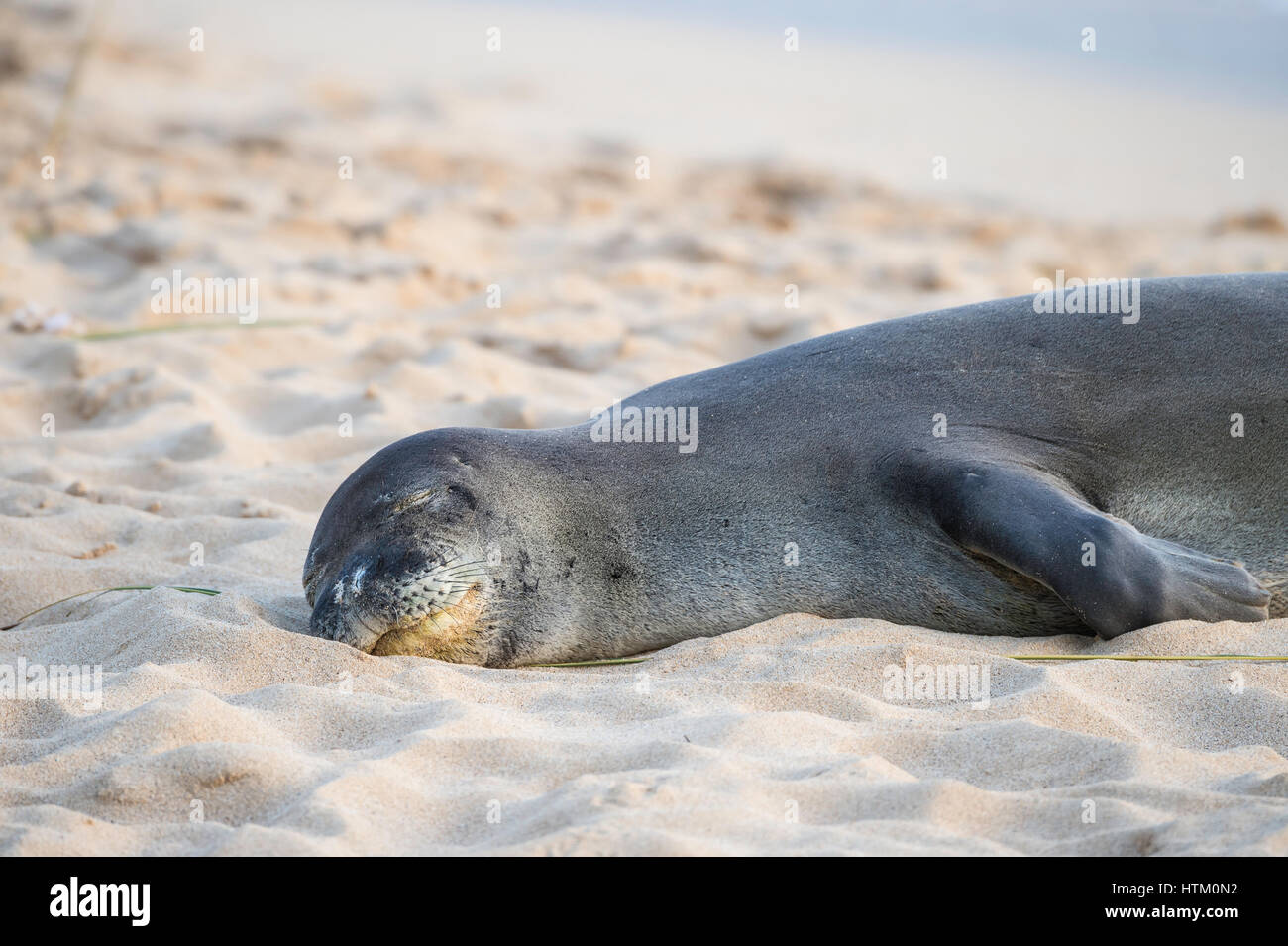 Hawaiian monk seal, Neomonachus schauinslandi, Poipu Beach Park, Kauai ...