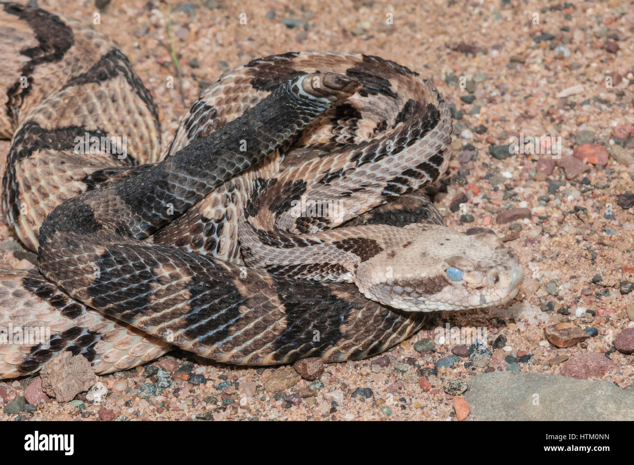 Timber rattlesnake, Crotalus horridus, native to eastern United States ...