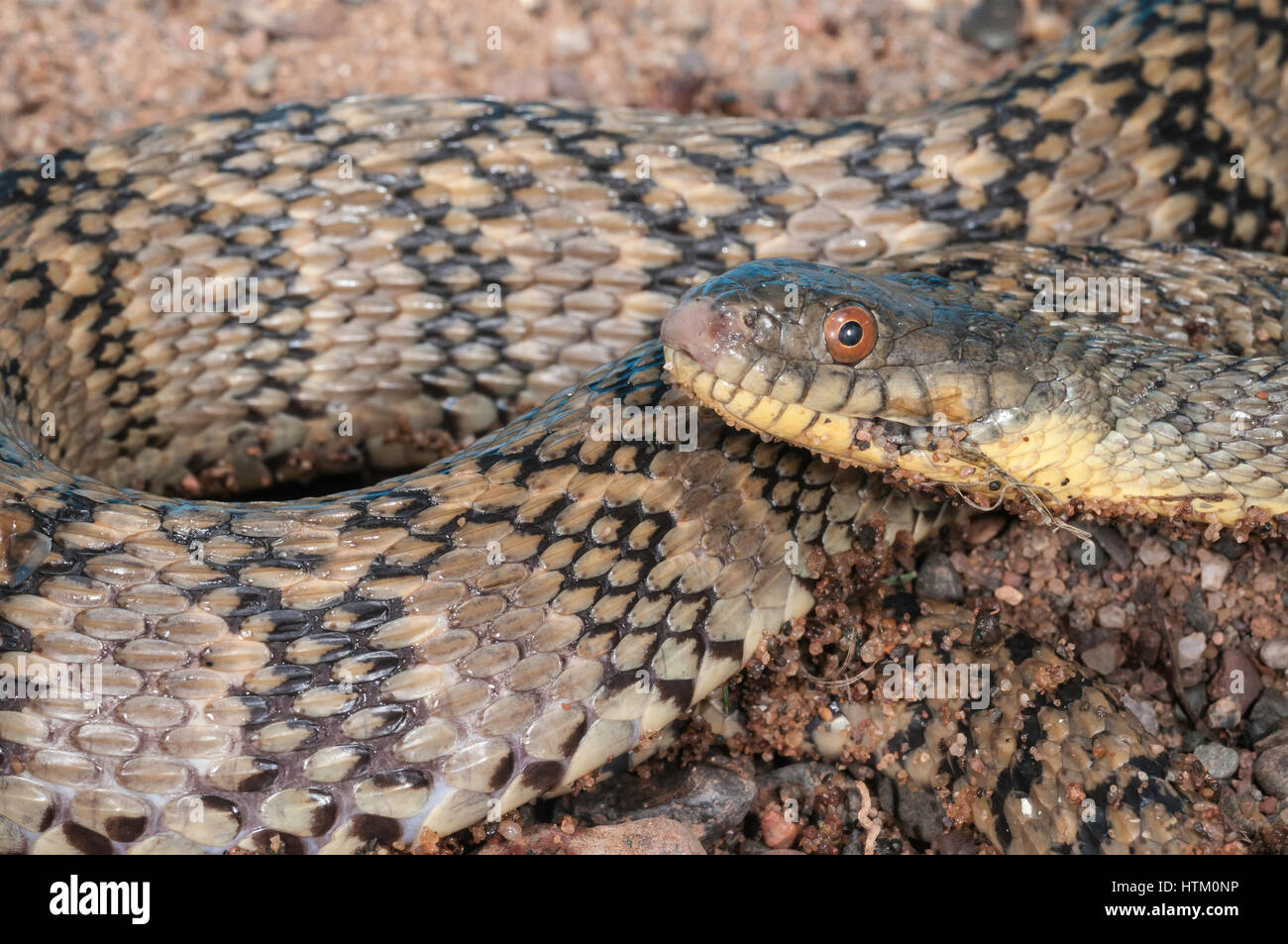 Diamondback Snake High Resolution Stock Photography and Images - Alamy