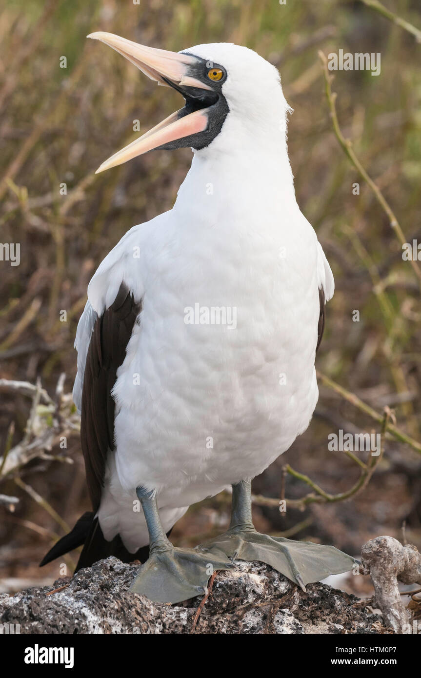 Nazca Booby, Sula granti, Isla Genovesa, Galapagos Islands, Ecuador ...