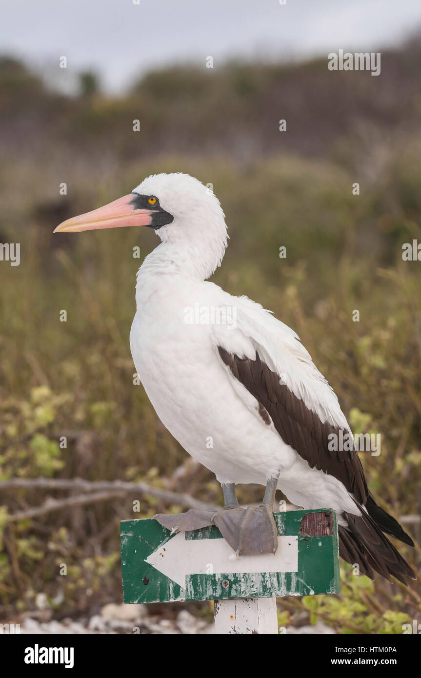 Nazca Booby, Sula granti, Isla Genovesa, Galapagos Islands, Ecuador ...