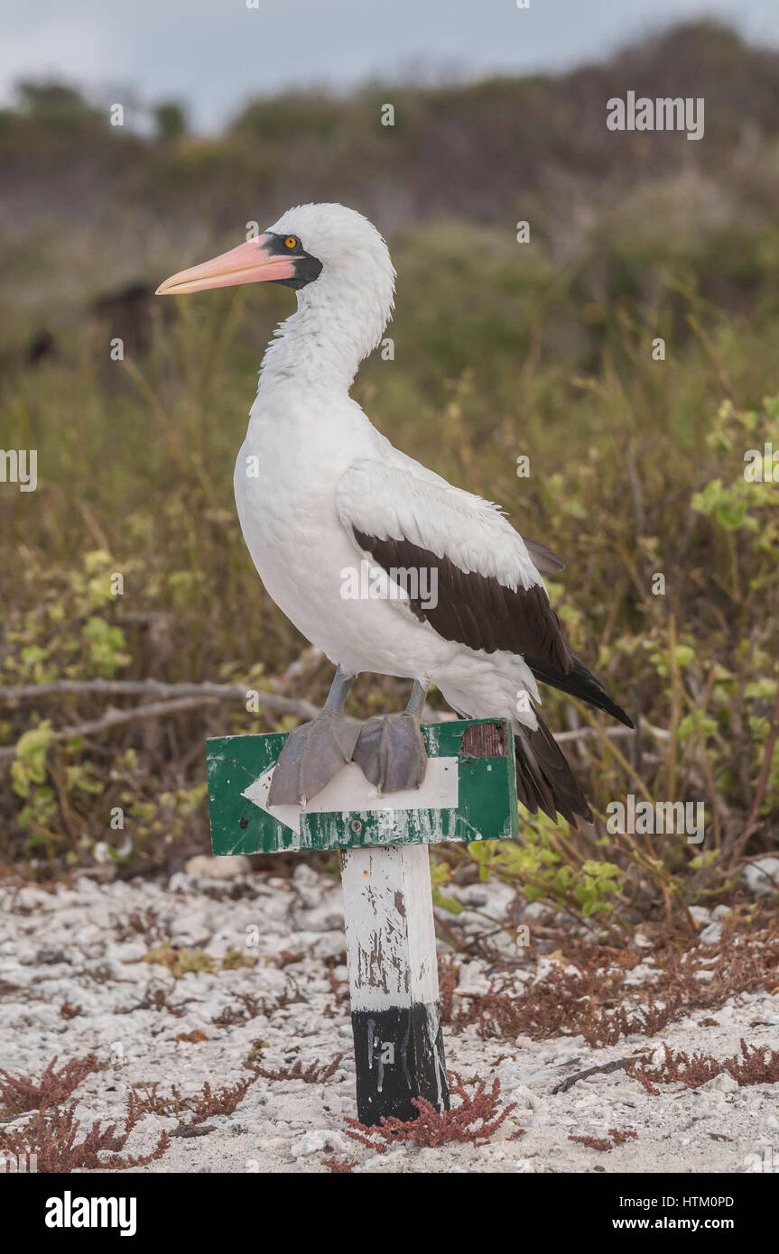 Nazca Booby, Sula granti, Isla Genovesa, Galapagos Islands, Ecuador ...