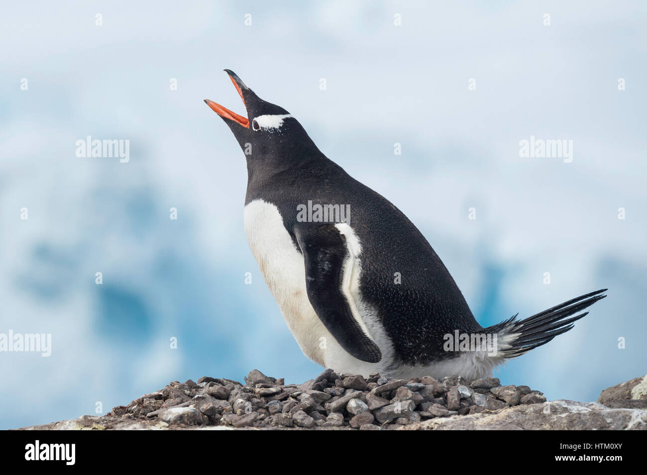 Palmer archipelago hi-res stock photography and images - Alamy