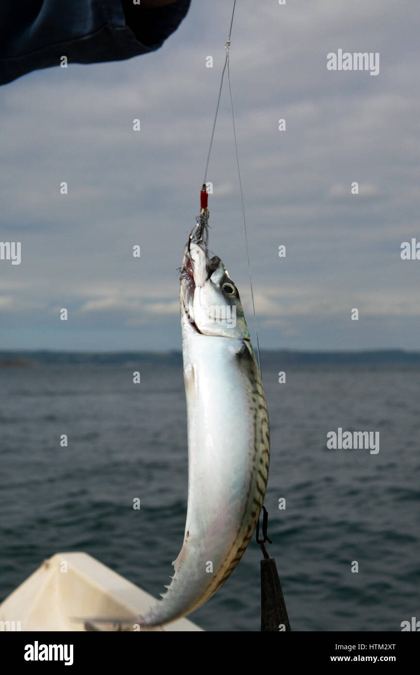 Mackerel Fishing off North Beach, Tenby Stock Photo - Alamy