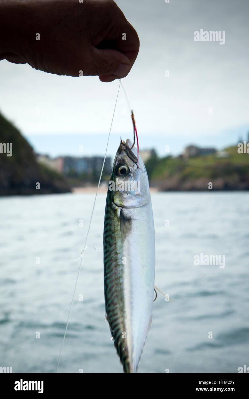 Mackerel Fishing off North Beach, Tenby Stock Photo - Alamy