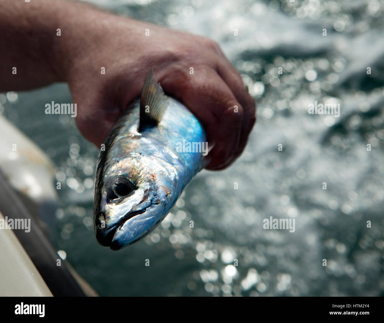 Mackerel Fishing off North Beach, Tenby, Wales, United Kingdom Stock ...