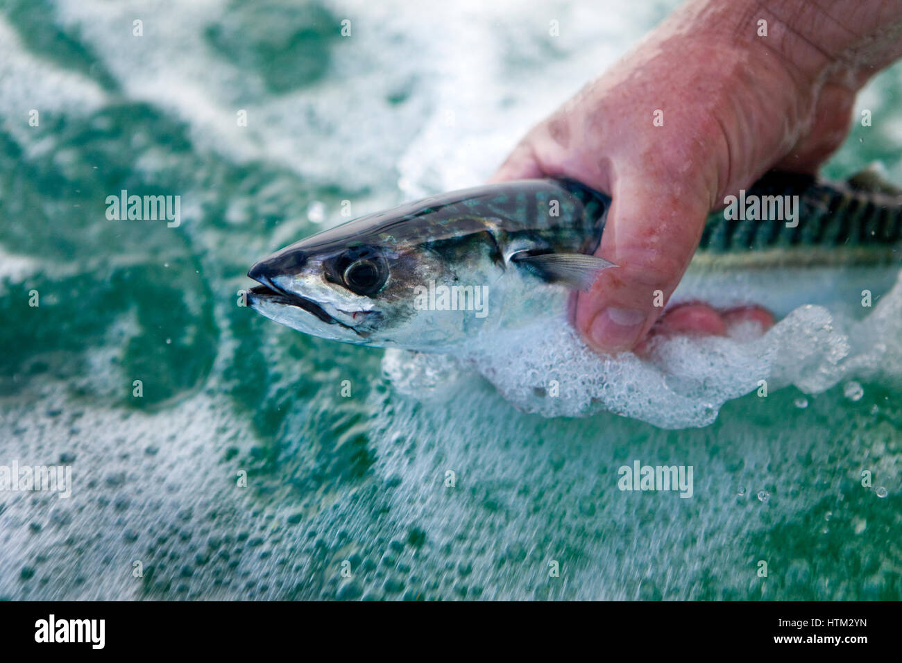 Mackerel Fishing off North Beach, Tenby, Wales, United Kingdom Stock ...