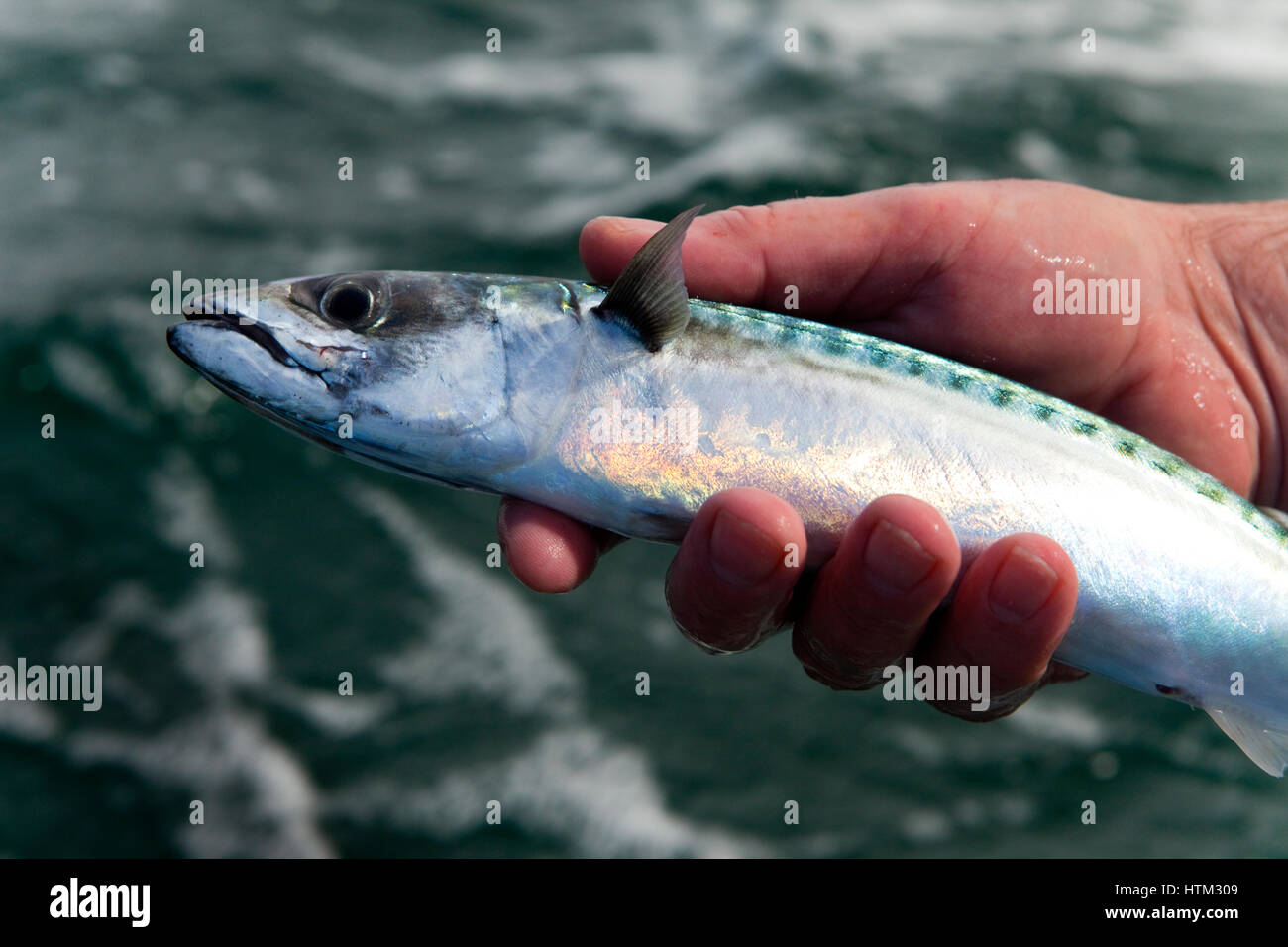 Mackerel Fishing off North Beach, Tenby, Wales, United Kingdom Stock ...