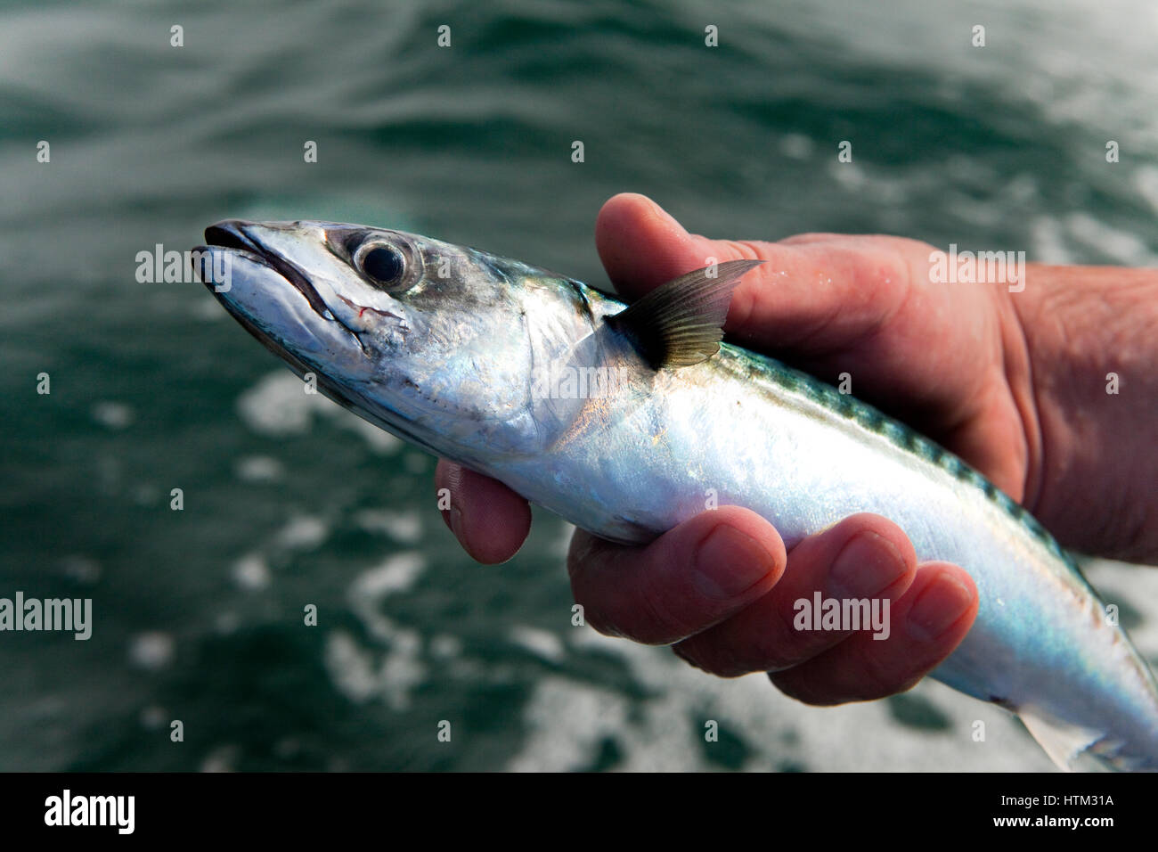 Mackerel Fishing off North Beach, Tenby, Wales, United Kingdom Stock ...