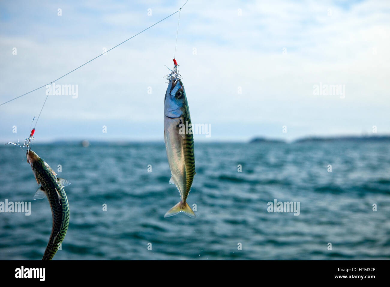 Mackerel Fishing by boat, Tenby, Pembrokeshire, West Wales UK Stock ...