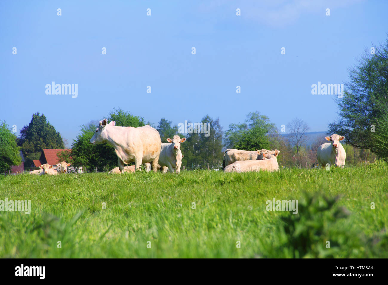 White purebred Normandy cows on summer pasture Stock Photo - Alamy