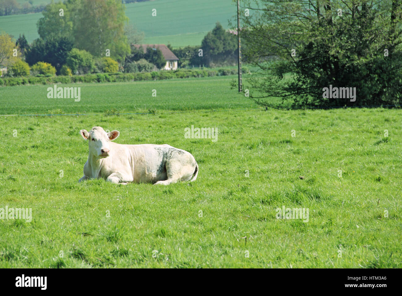 White purebred Normandy cows on summer pasture Stock Photo - Alamy