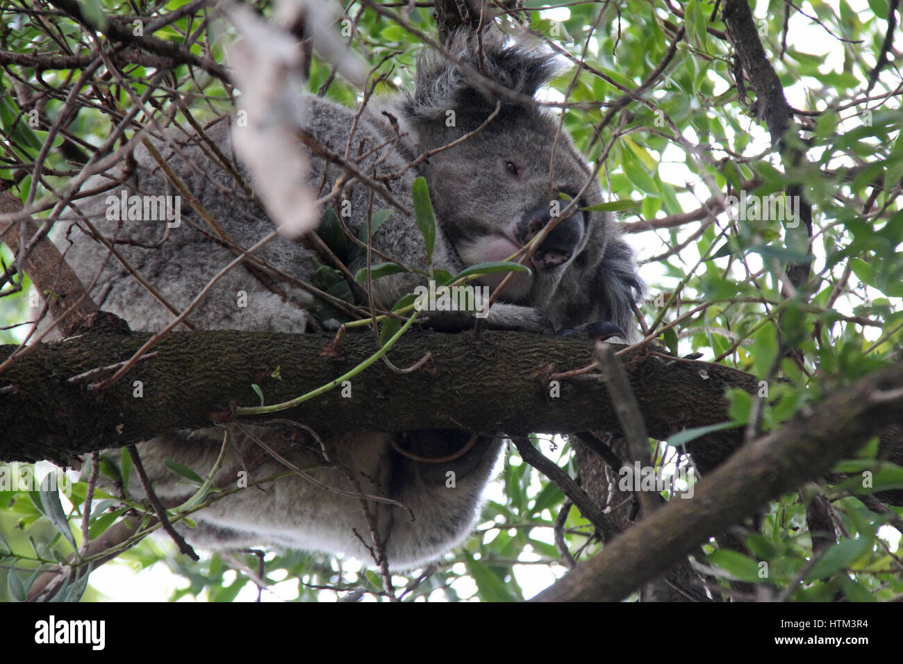 Koala in Apollo Bay (Great Ocean Road - Australia Stock Photo - Alamy