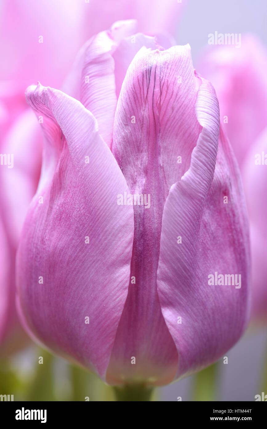Tulip Flower Close-up in the Garden Stock Photo - Alamy
