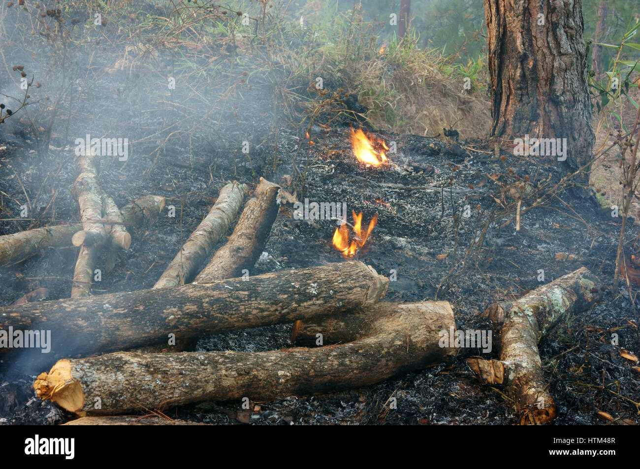 Ash from burn dry grass in pine forest, with this careless make many ...