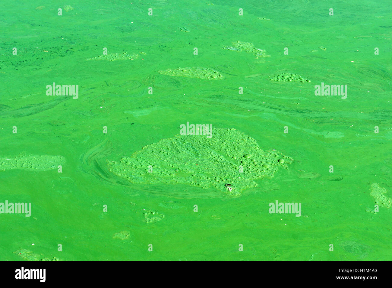 Polluted water from green algae on lake, Environment problem from water ...