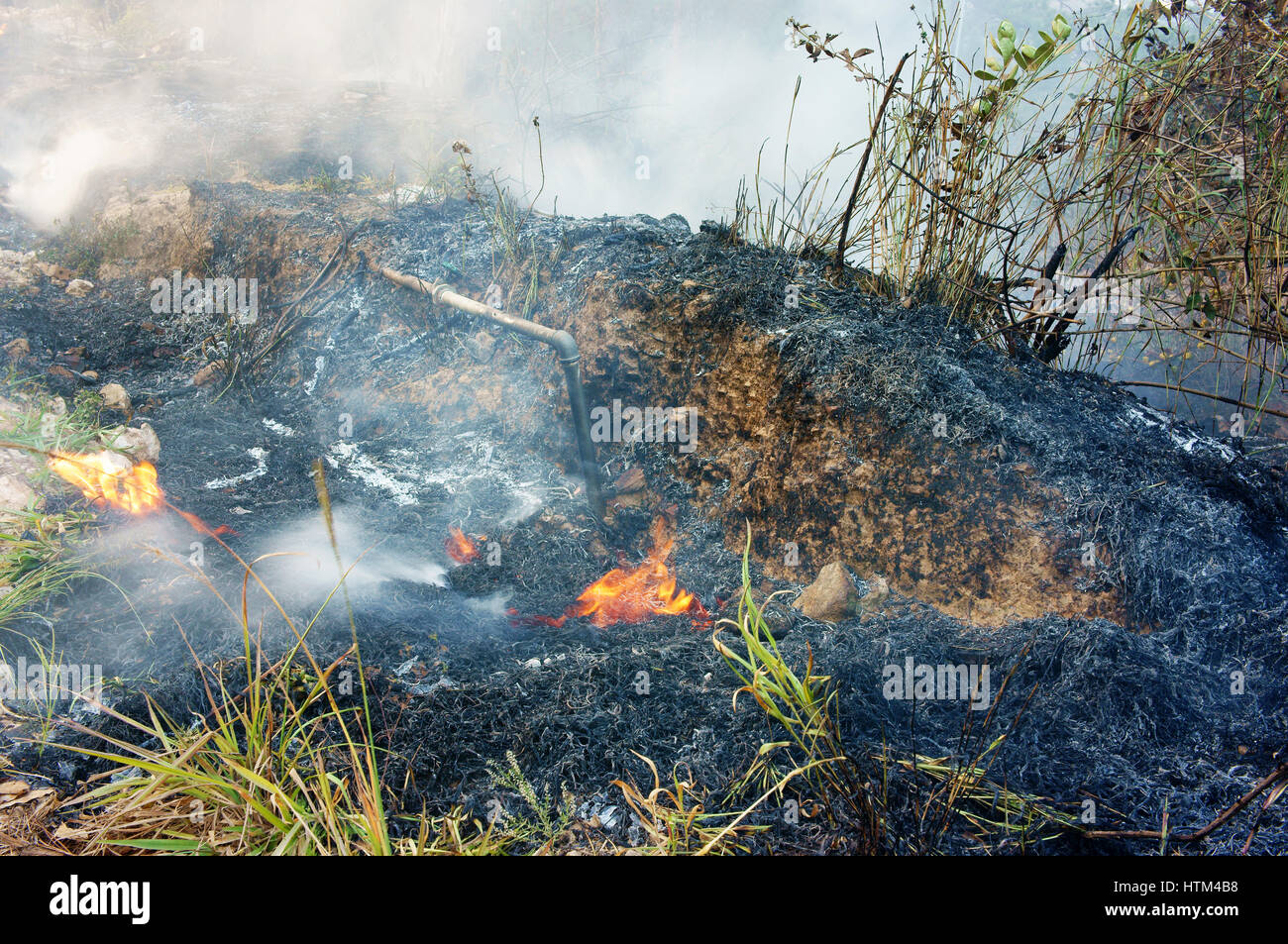 Ash from burn dry grass in pine forest, with this careless make many ...