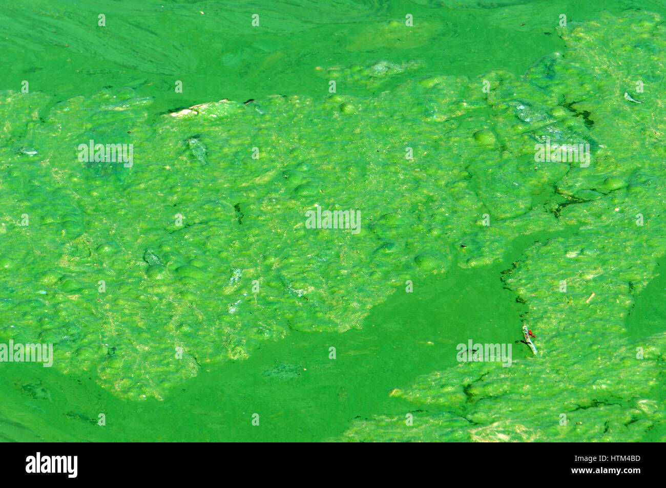 Polluted water from green algae on lake, Environment problem from water ...