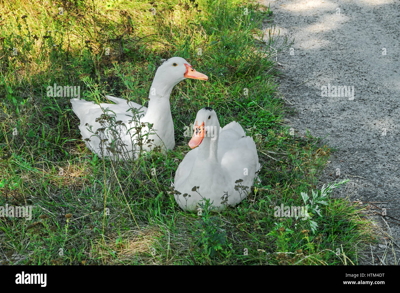 Group ducks mallard sitting hi-res stock photography and images - Alamy
