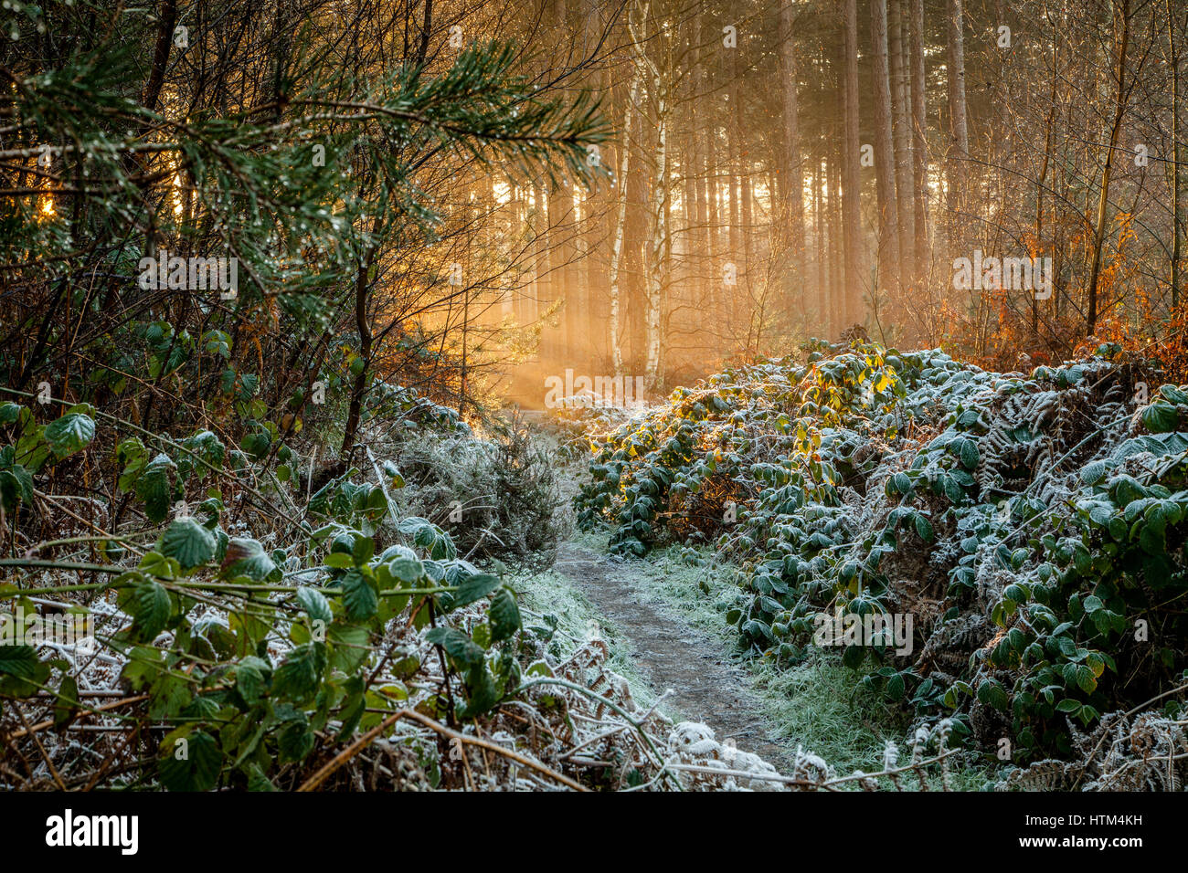 Sherwood forest winter hi-res stock photography and images - Alamy