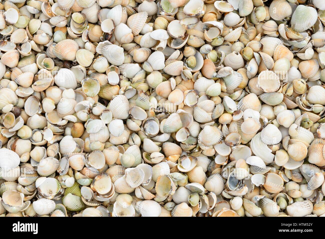Cockle shells beach hi-res stock photography and images - Alamy