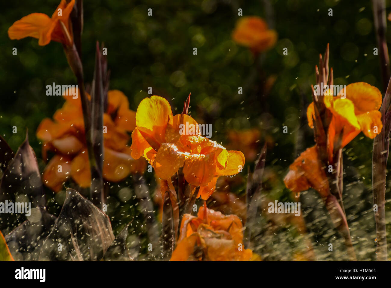 Lily jet hi-res stock photography and images - Alamy