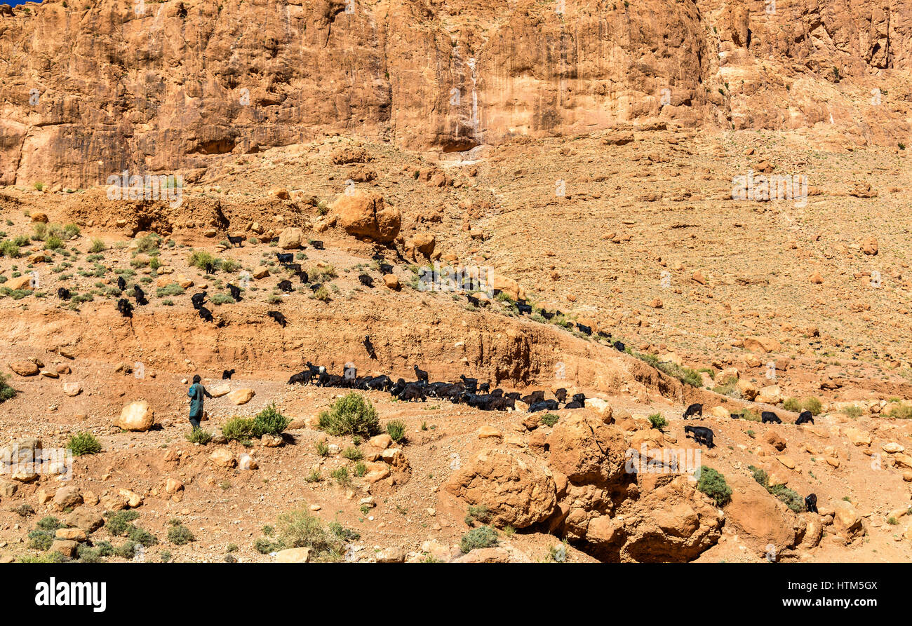 Herd of goats at Todra Gorges, Morocco Stock Photo - Alamy