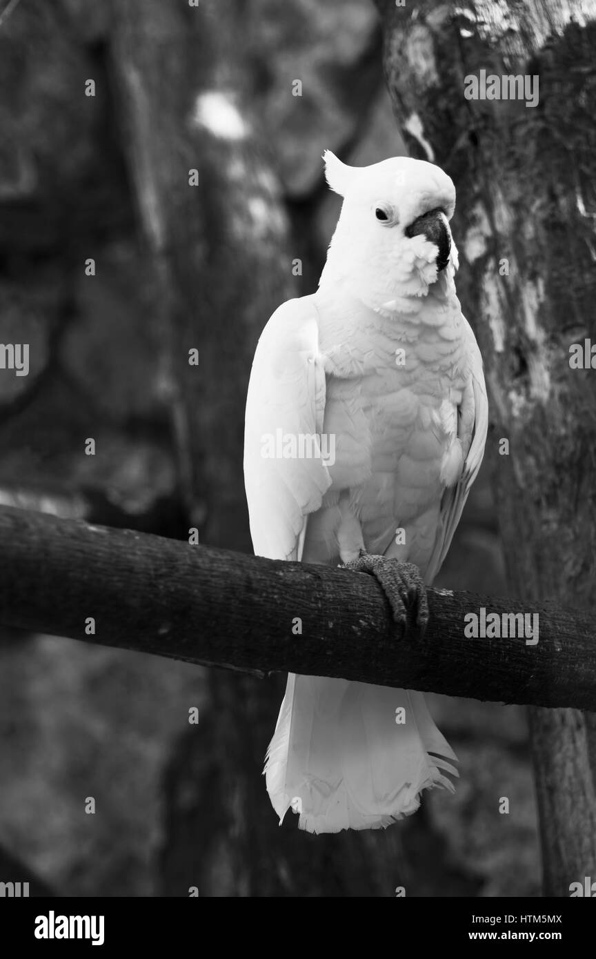 White parrot illustration Black and White Stock Photos & Images - Alamy
