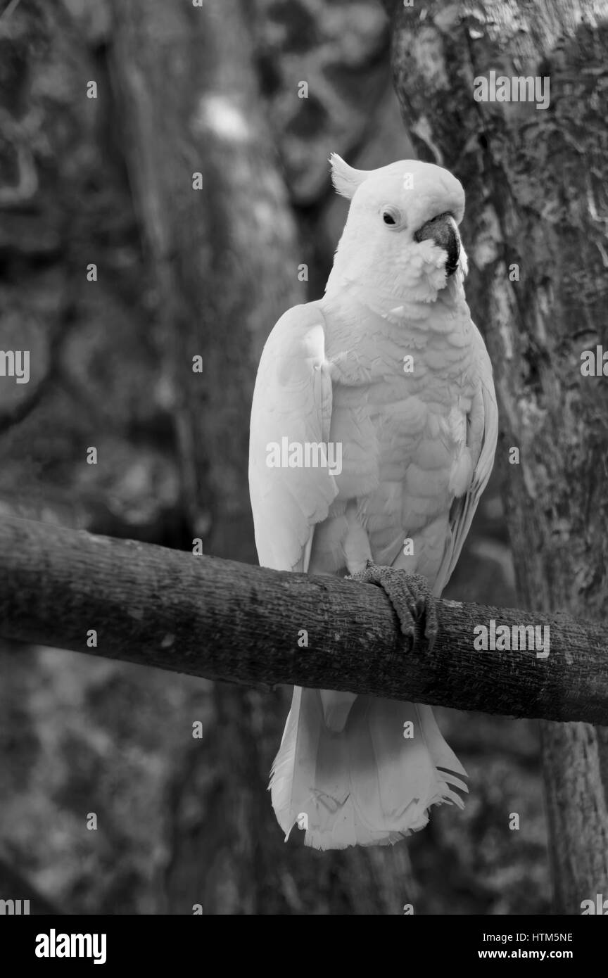 Cockatoo Black and White Stock Photos & Images - Alamy