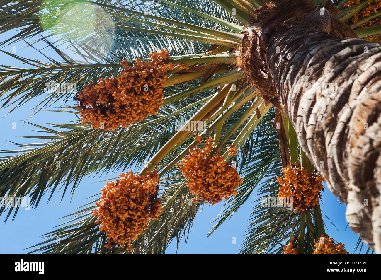 Close up through palm trees hi-res stock photography and images - Alamy