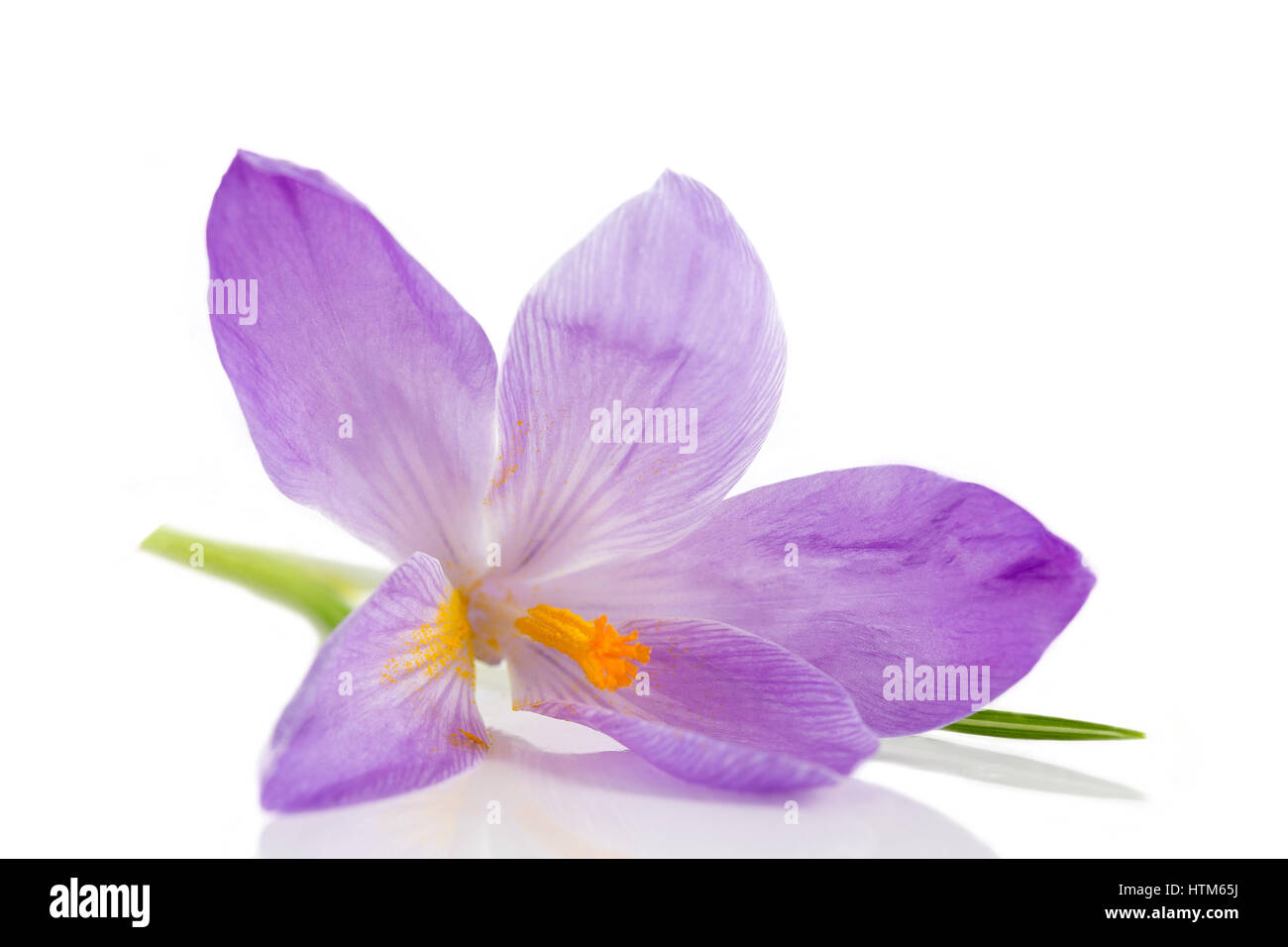 crocus flowers isolated on white background Stock Photo - Alamy