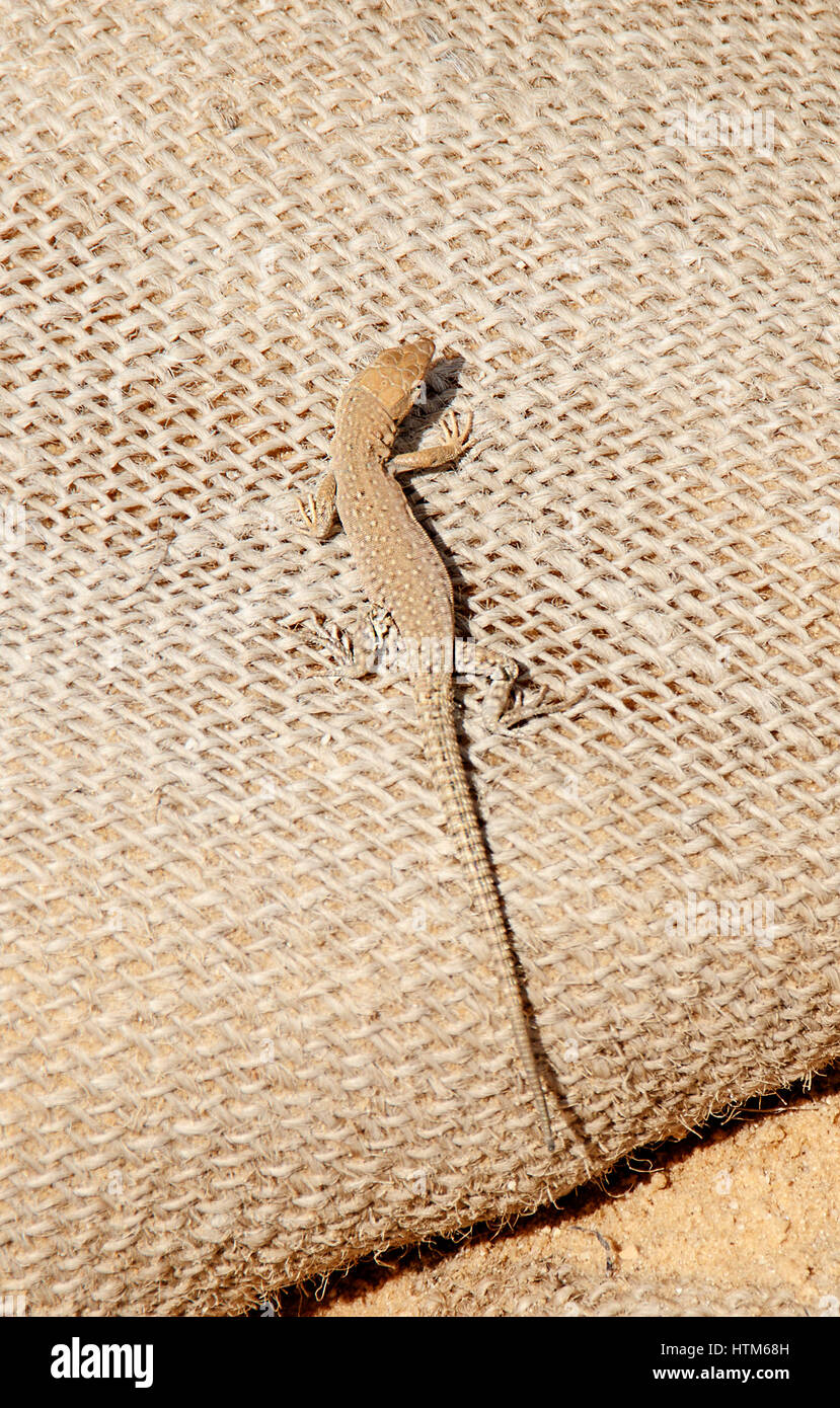 Rare lizards hi-res stock photography and images - Alamy