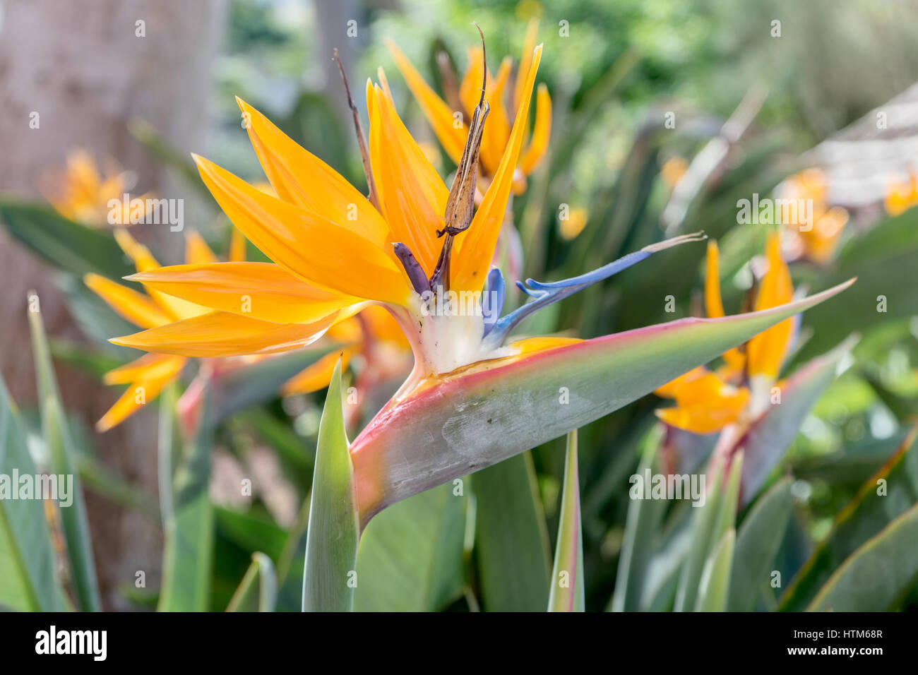 Strelice flowers in the garden Stock Photo - Alamy