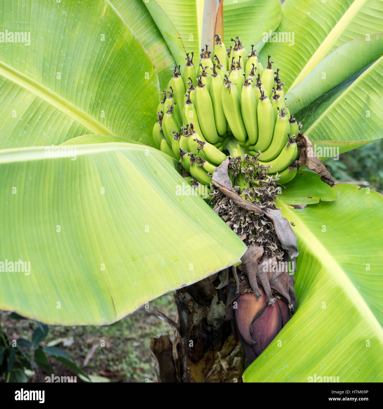Detail of a banana tree Stock Photo - Alamy