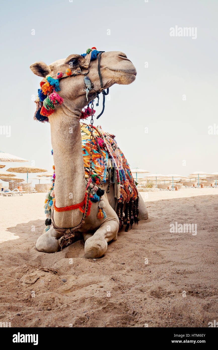 camel for tourist trips is in the sand on the beach in Egypt Stock ...