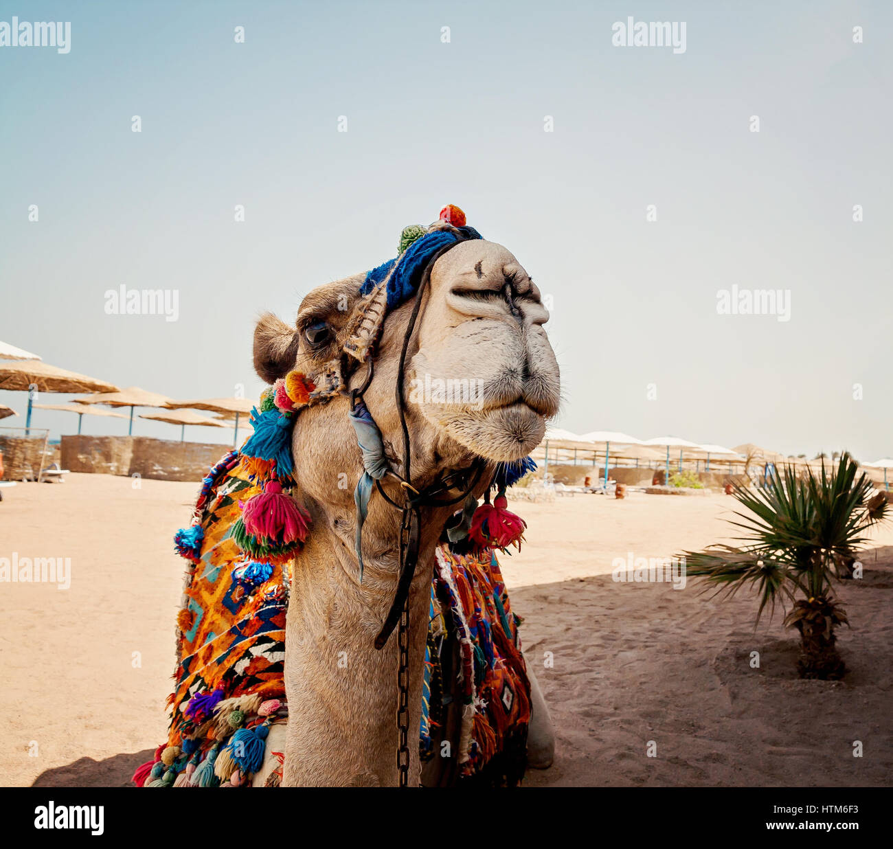 Head of the camel with open eyes, close-up, portrait, Egypt Stock Photo ...